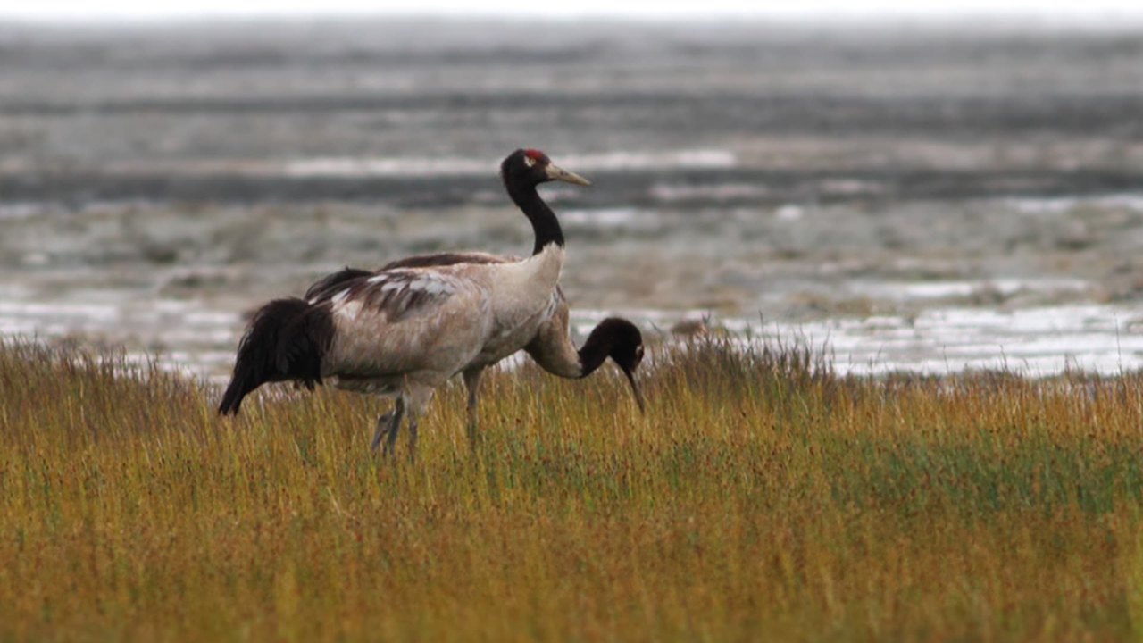 Top 8 khu bảo tồn động vật hoang dã ở Bhutan